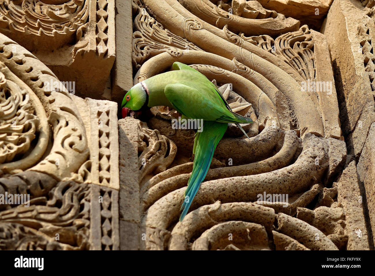 Indian Rose-ringed Parakeet (Psittacula krameri) finds a perch at the ...