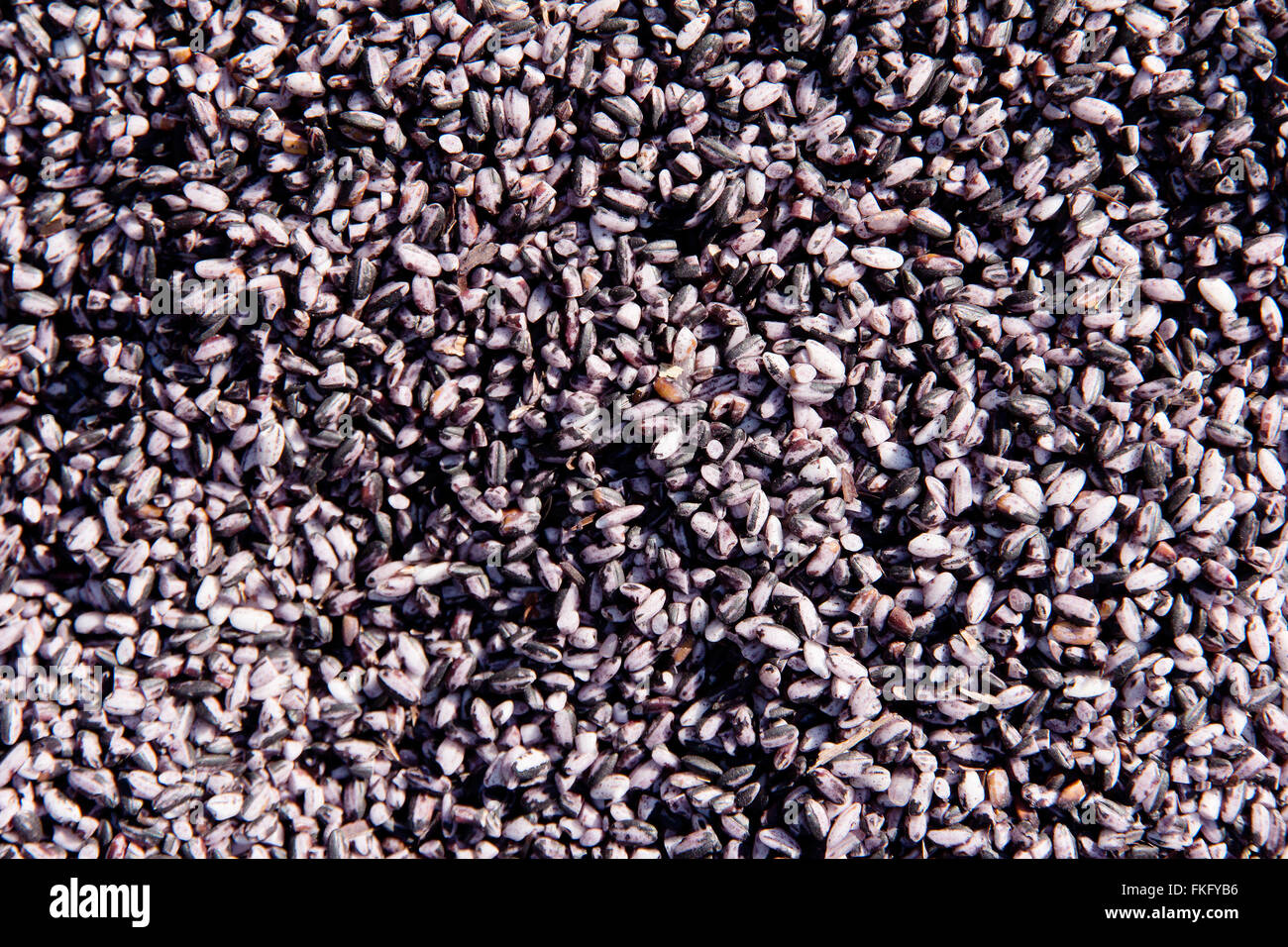black variety of glutinous rice Stock Photo - Alamy