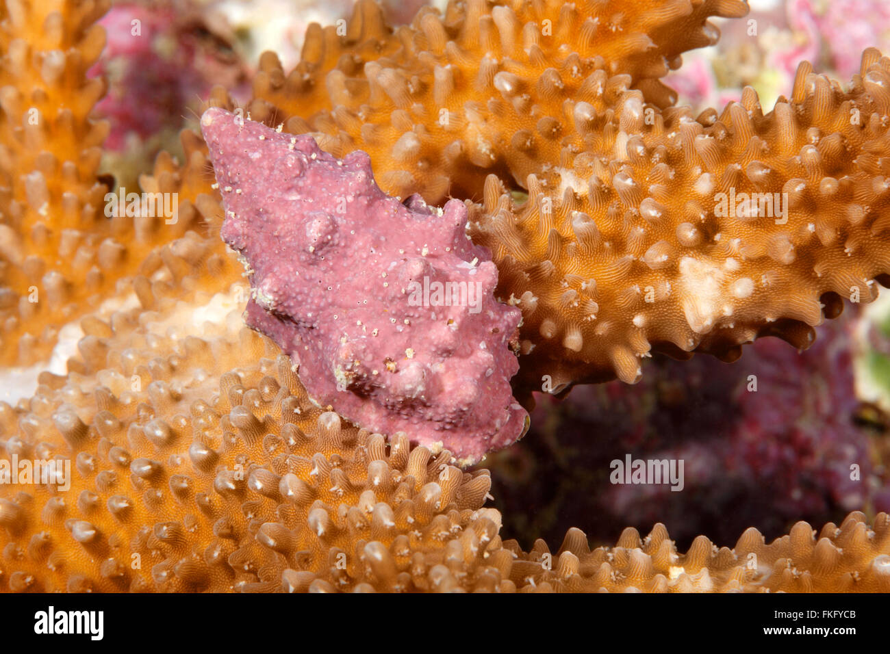 Drupella rugosa hi-res stock photography and images - Alamy