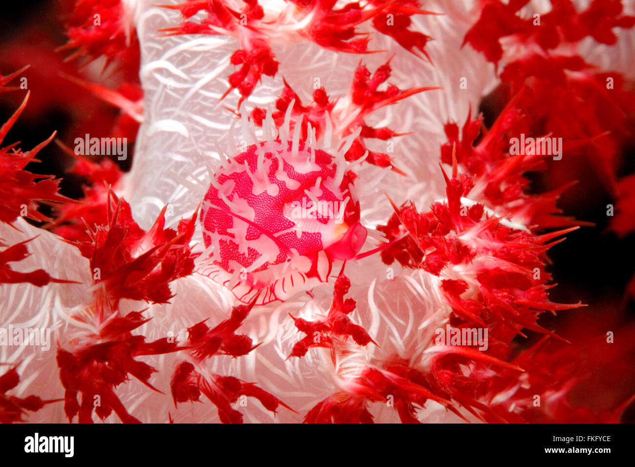 Ridged egg cowries diminovula culmen hi-res stock photography and ...