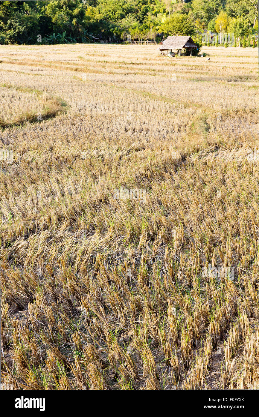 Rural field after the rice harvest Stock Photo - Alamy