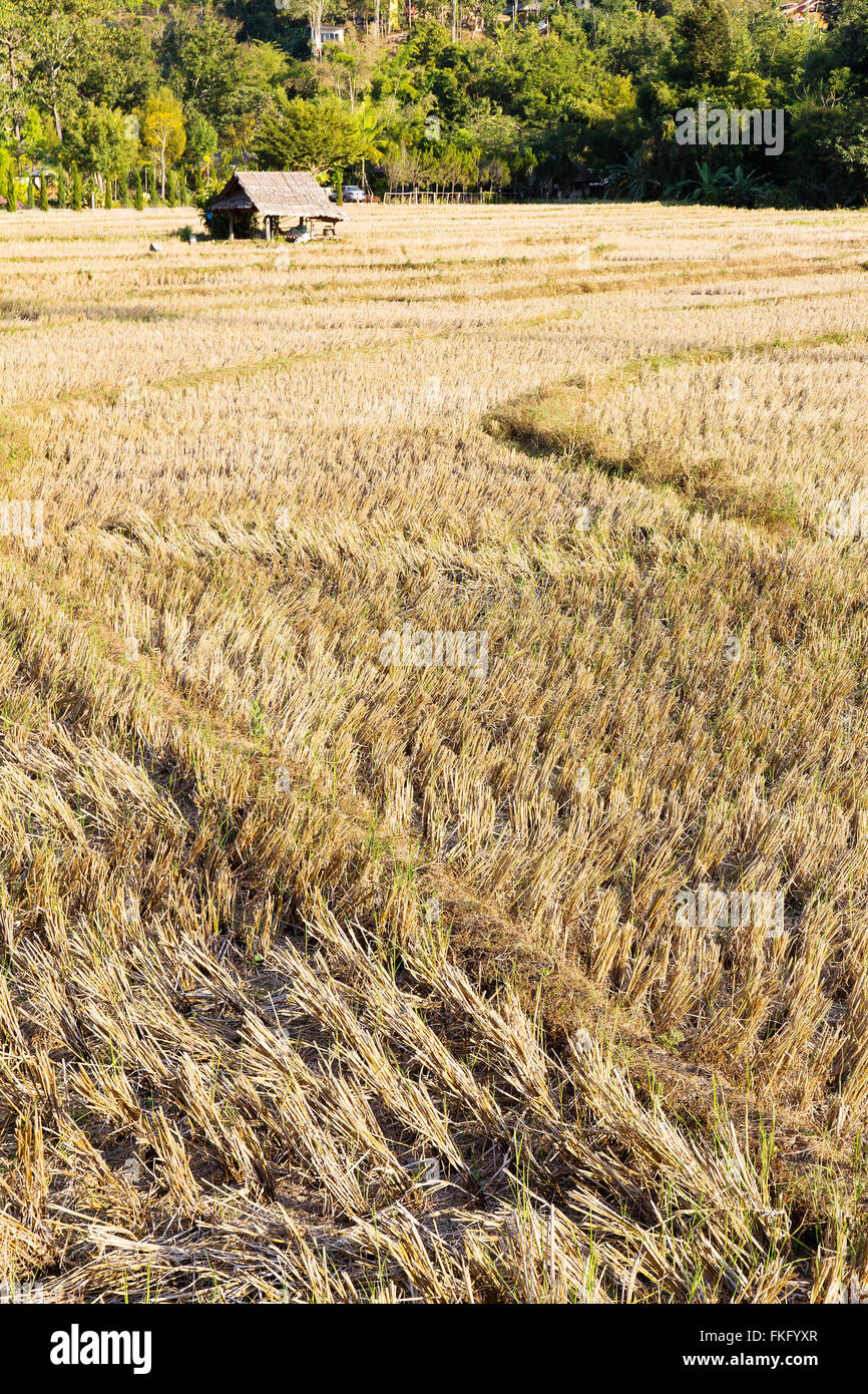 Rural field after the rice harvest Stock Photo - Alamy