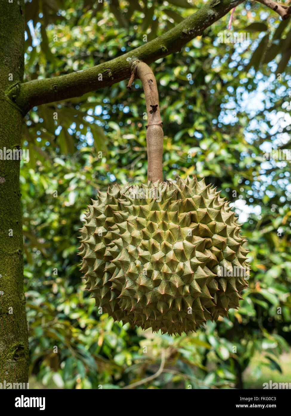 Fresh durian on durian tree in Ease of Thailand Stock Photo - Alamy