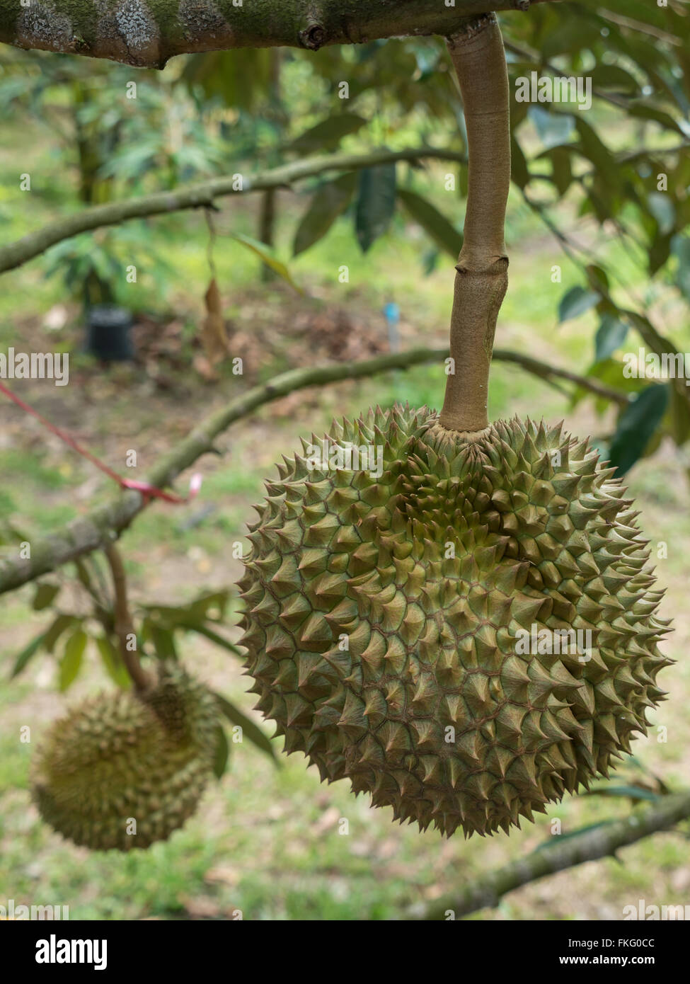 Durian Shape High Resolution Stock Photography and Images - Alamy