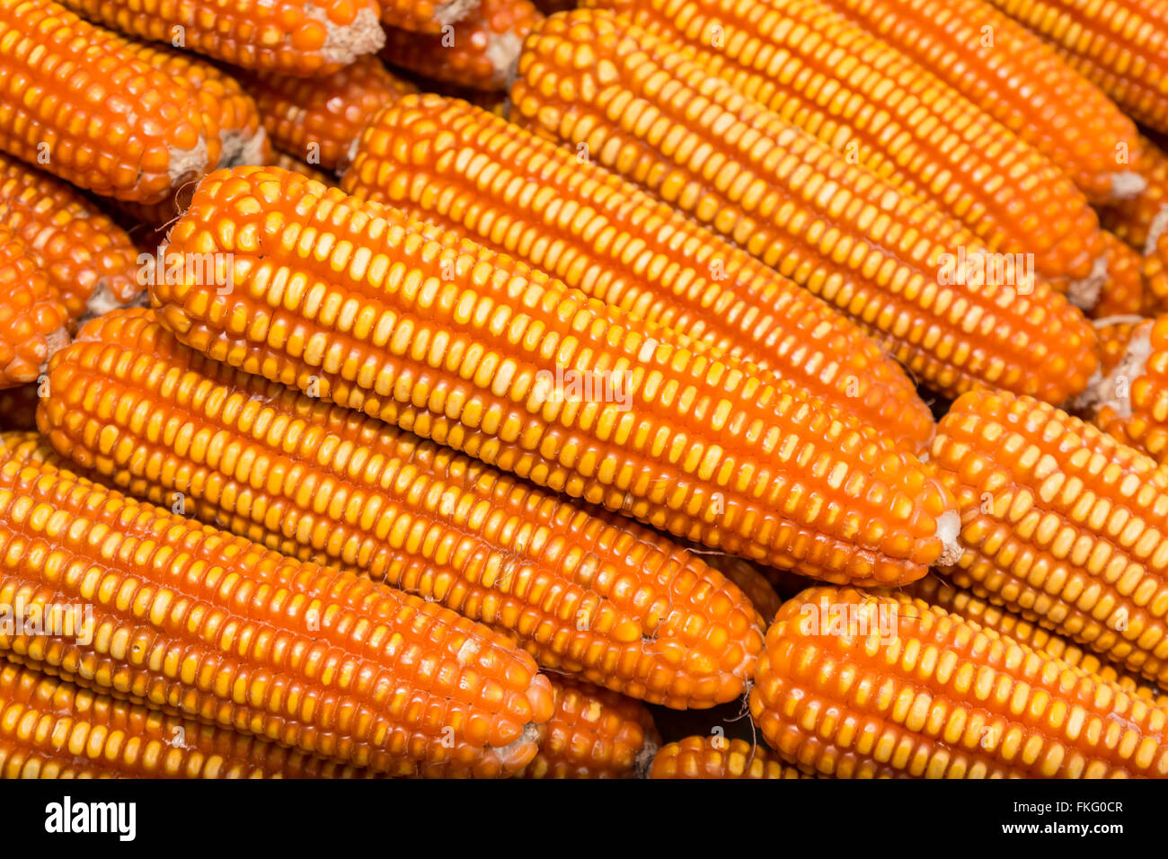 Yellow dried corn bundle and texture background Stock Photo - Alamy