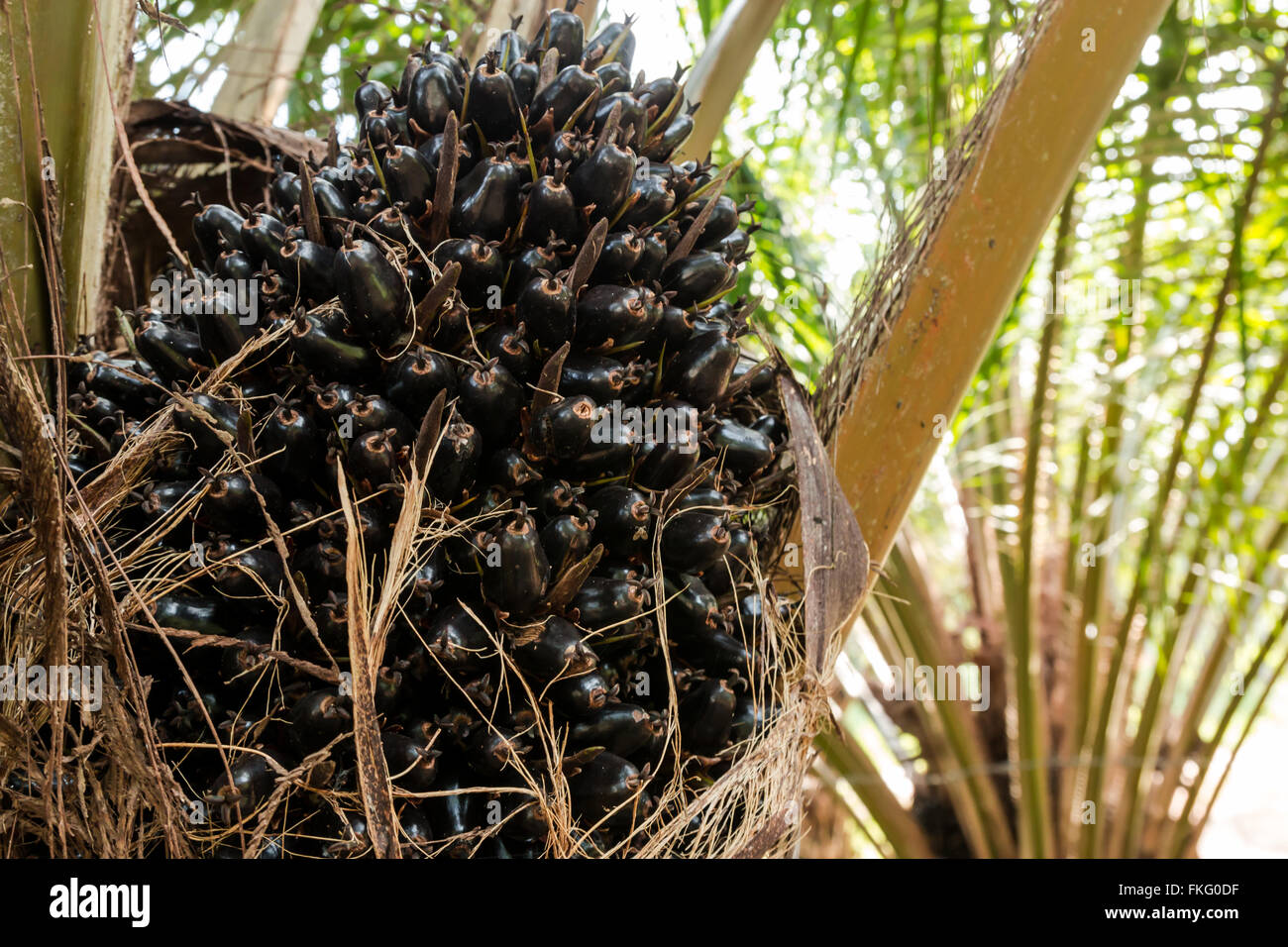 Oil palm tree fruits hi-res stock photography and images - Alamy