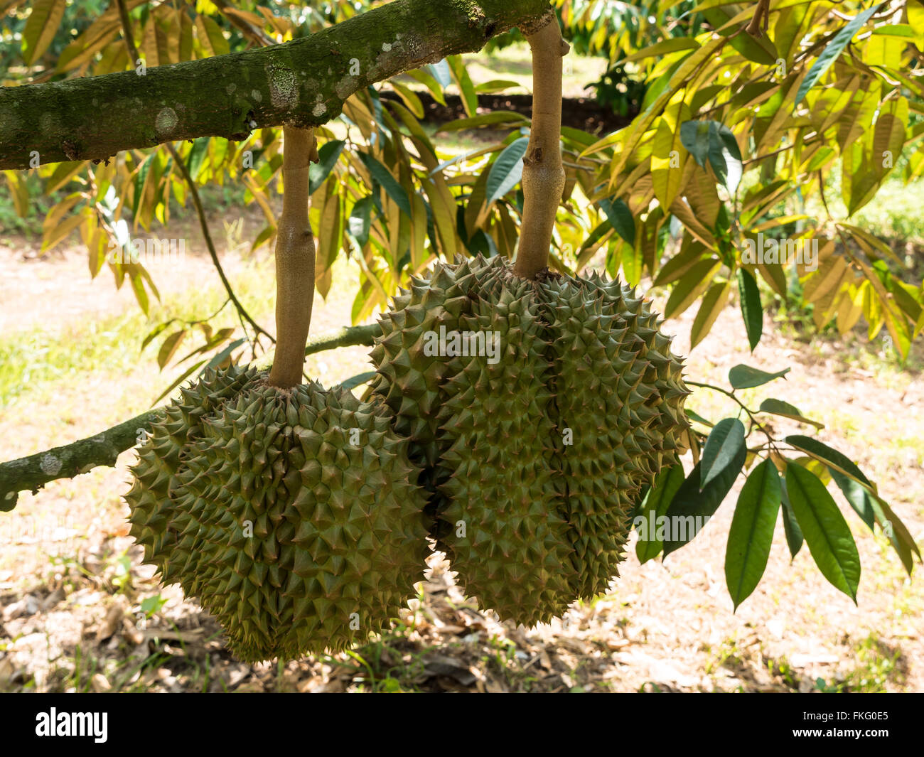 Durian tree hi-res stock photography and images - Alamy