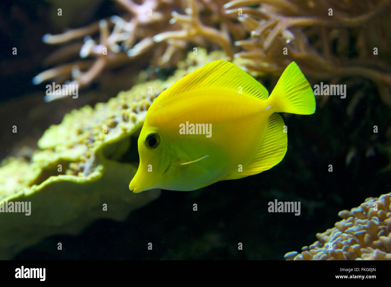 Yellow tang swimming down through coral reef Stock Photo - Alamy
