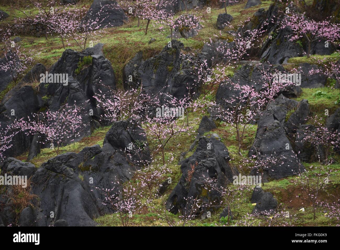 Yuqing, China's Guizhou Province. 9th Mar, 2016. Peach flowers are in ...