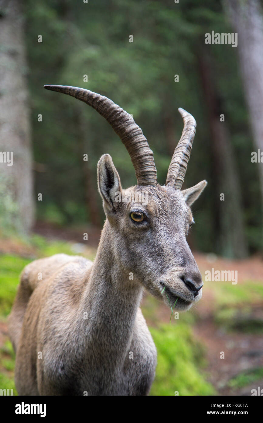 Alpine ibex face hi-res stock photography and images - Alamy