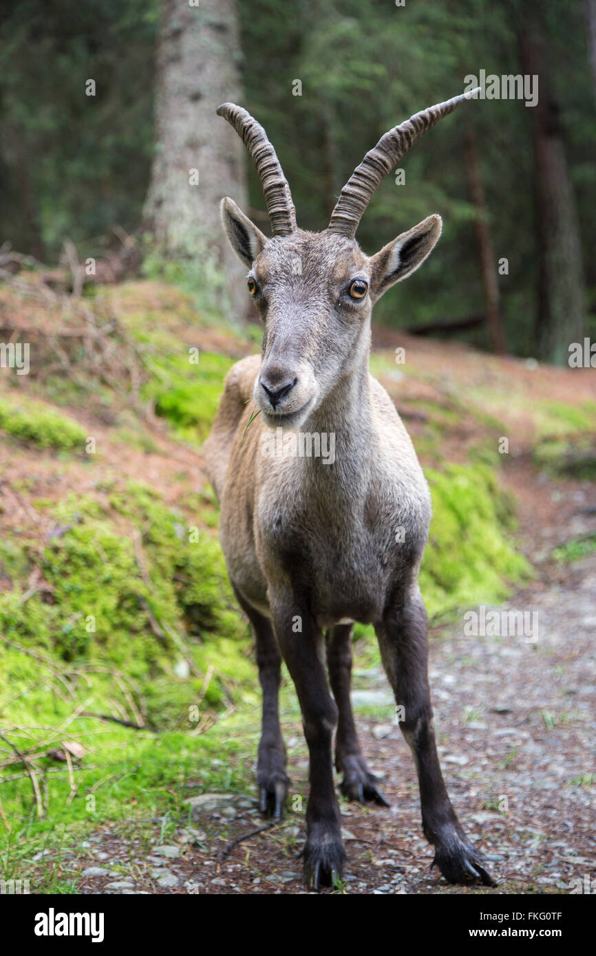 Alpine ibex capra ibex female hi-res stock photography and images - Alamy