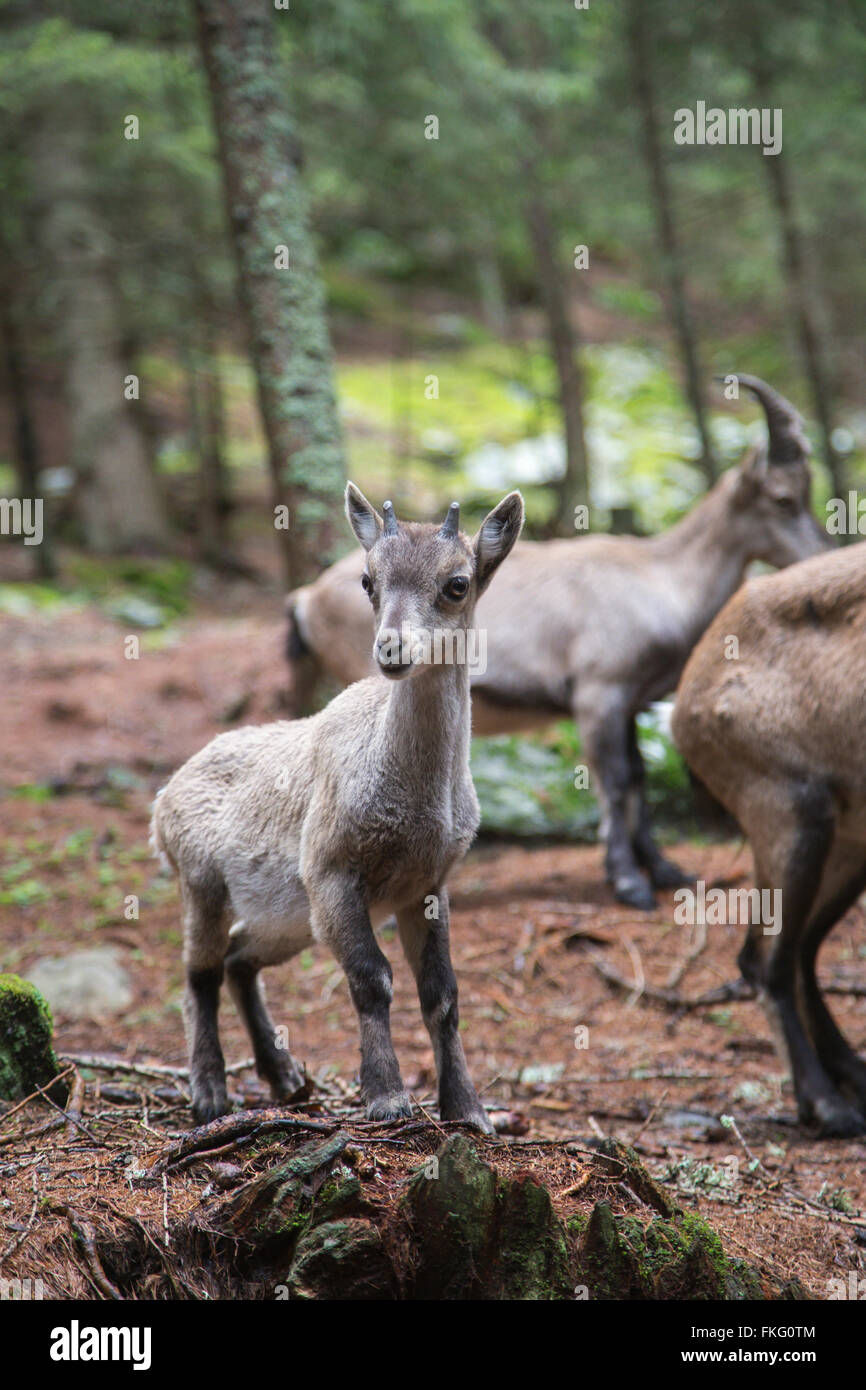Baby alpine ibex, Capra ibex, with the herd behind Stock Photo - Alamy