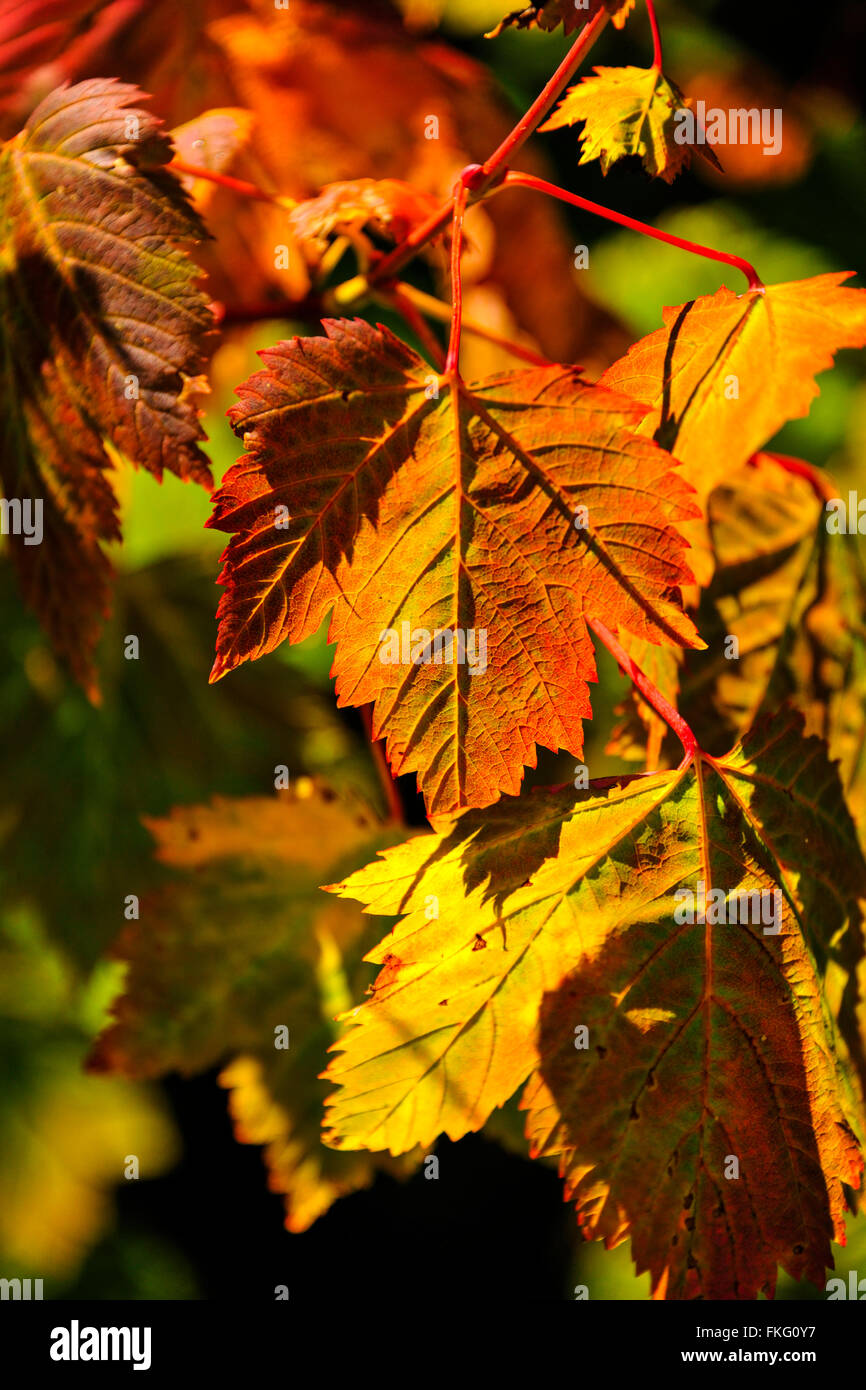 Fall leaves changing colour Stock Photo - Alamy