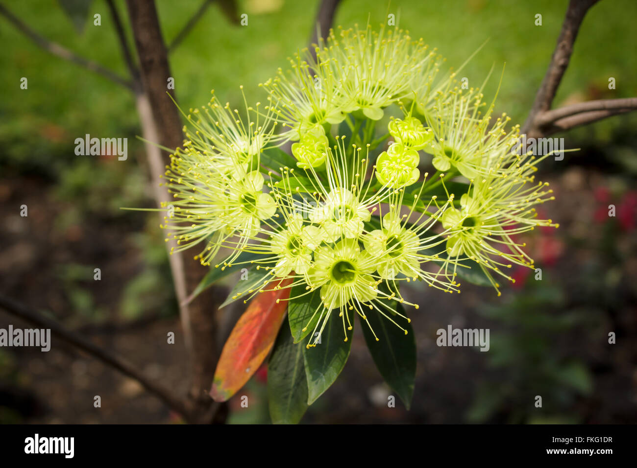 Golden penda hi-res stock photography and images - Alamy
