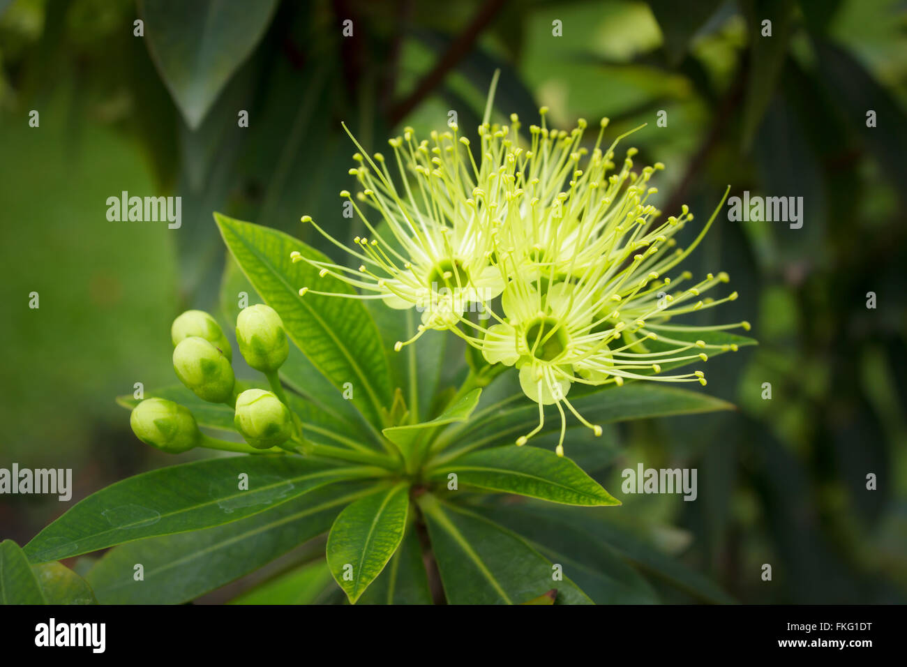 golden penda flower (Xanthostemon chrysanthus), in the garden Stock ...