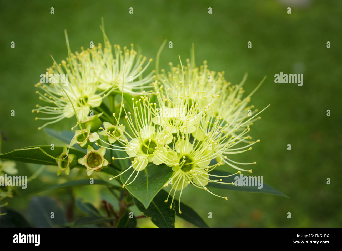 golden penda flower (Xanthostemon chrysanthus), in the garden Stock ...