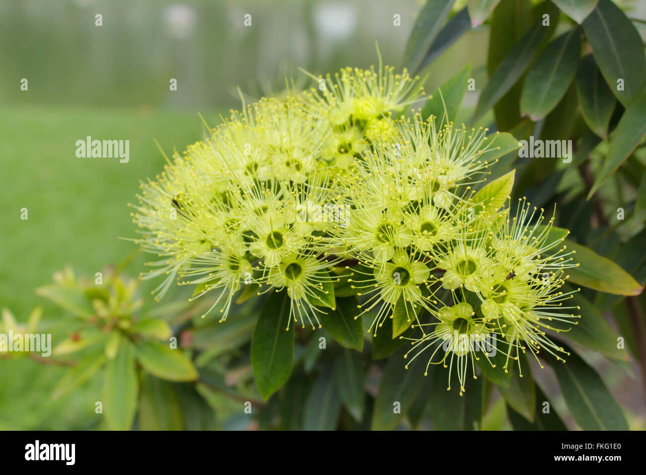 golden penda flower (Xanthostemon chrysanthus), in the garden Stock ...