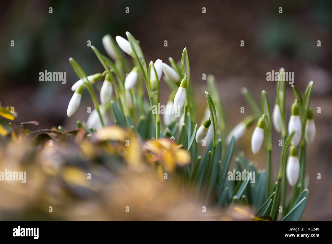 Galanthus Snowdrop bloom in garden with shallow focus, the firts spring ...