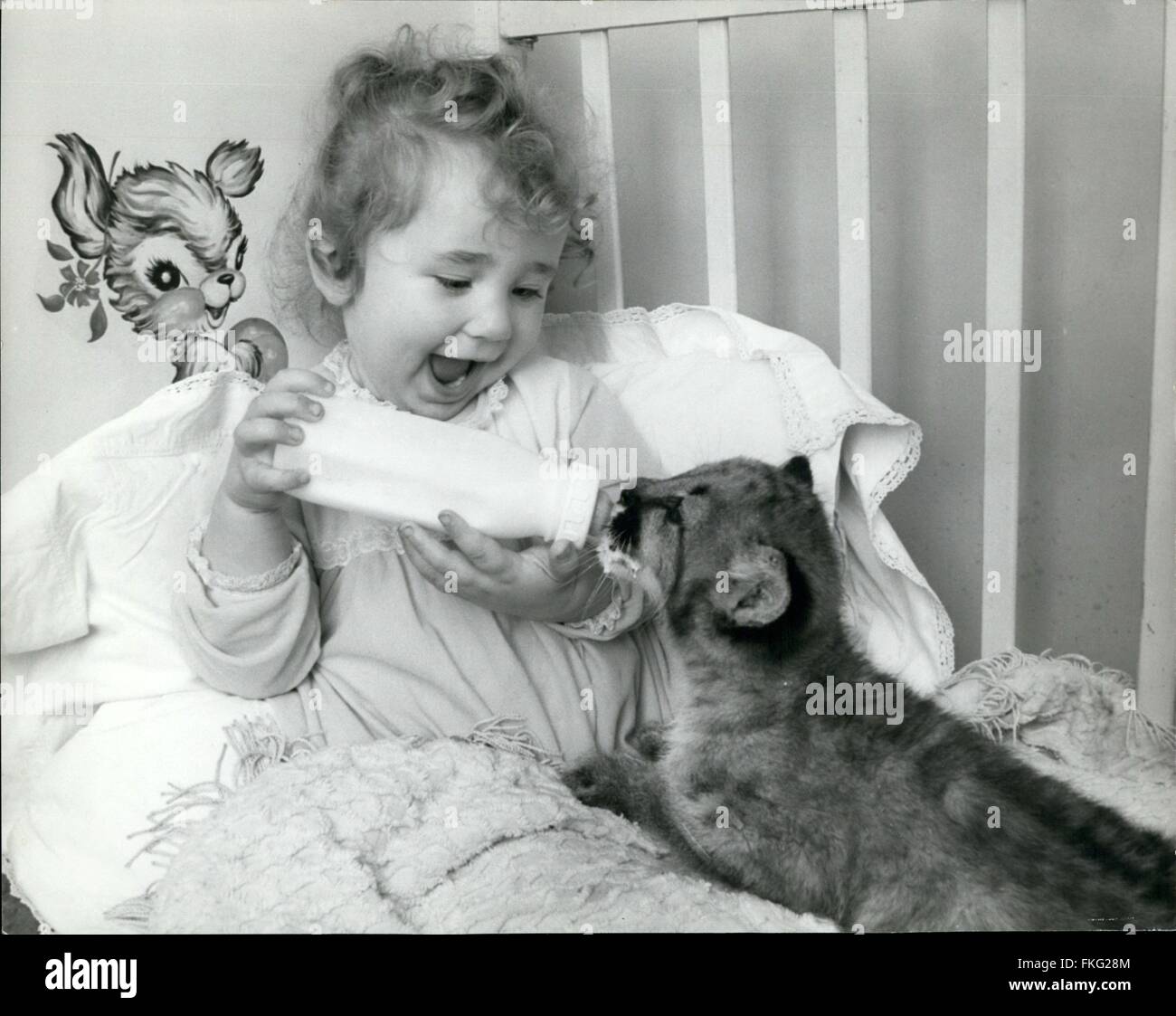 1957 - girl feeds tiger milk © Keystone Pictures USA/ZUMAPRESS.com ...