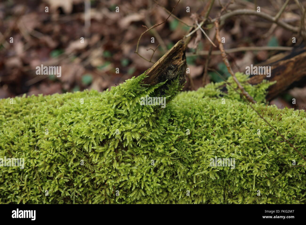 Moss on stump Stock Photo - Alamy