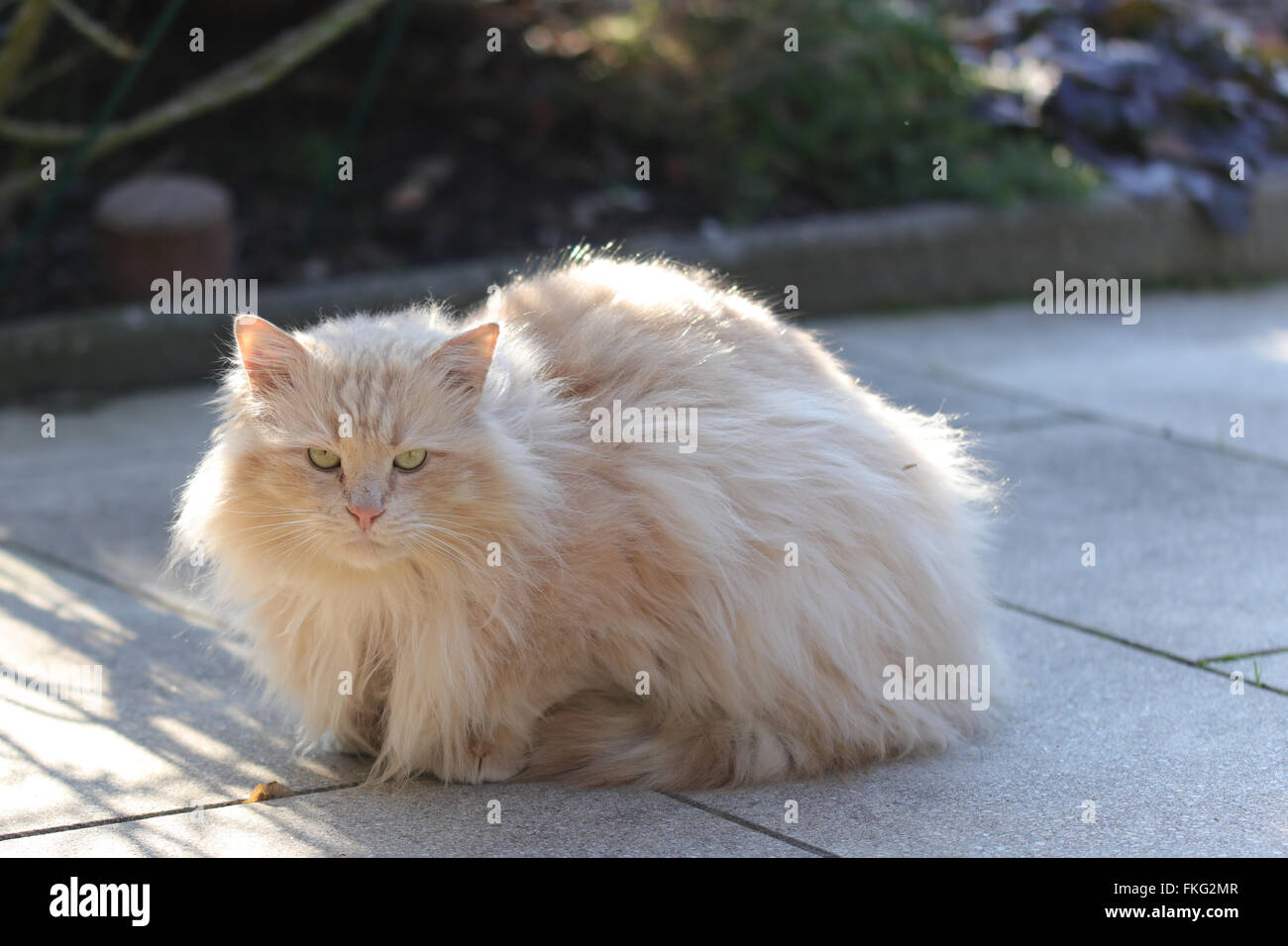Angora cat hi-res stock photography and images - Alamy