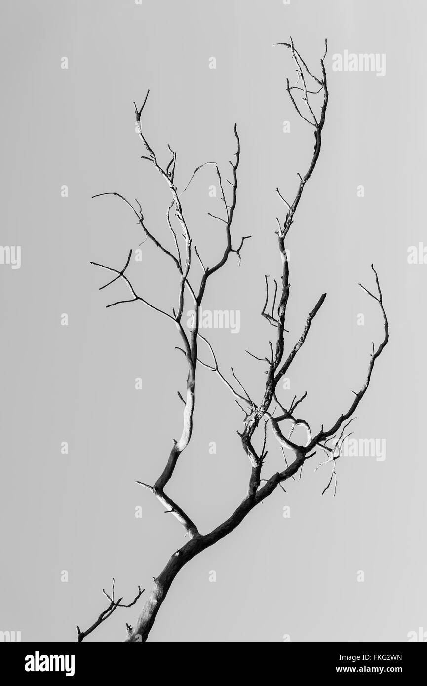 Tree branch drawing hi-res stock photography and images - Alamy