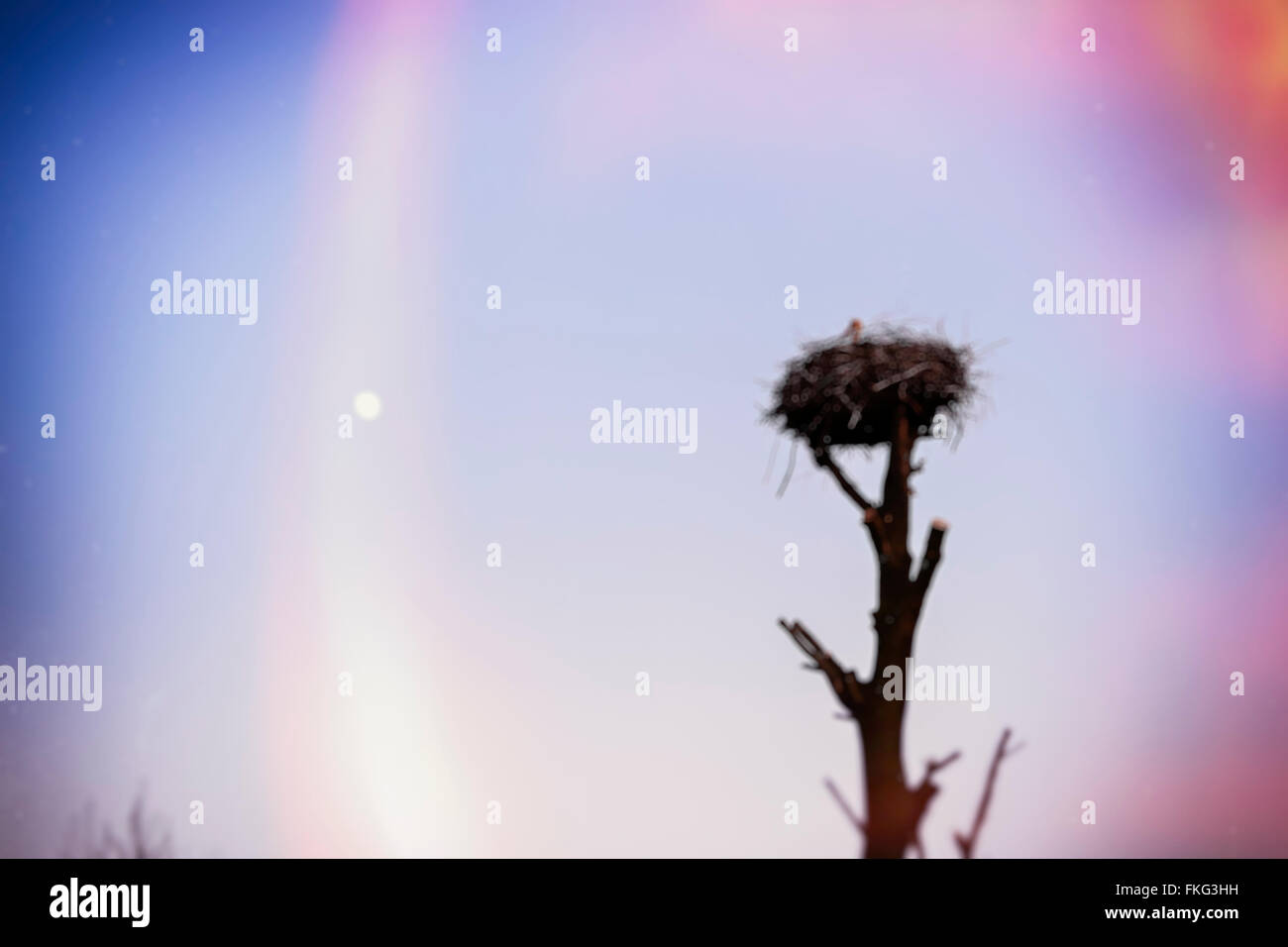 Abstract nest hi-res stock photography and images - Alamy