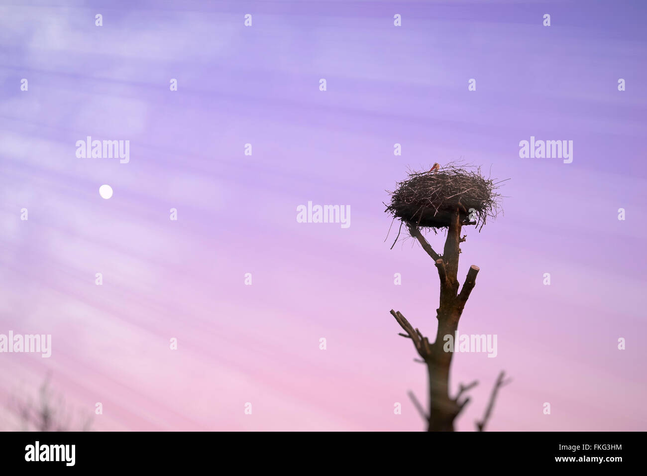 Abstract nest hi-res stock photography and images - Alamy