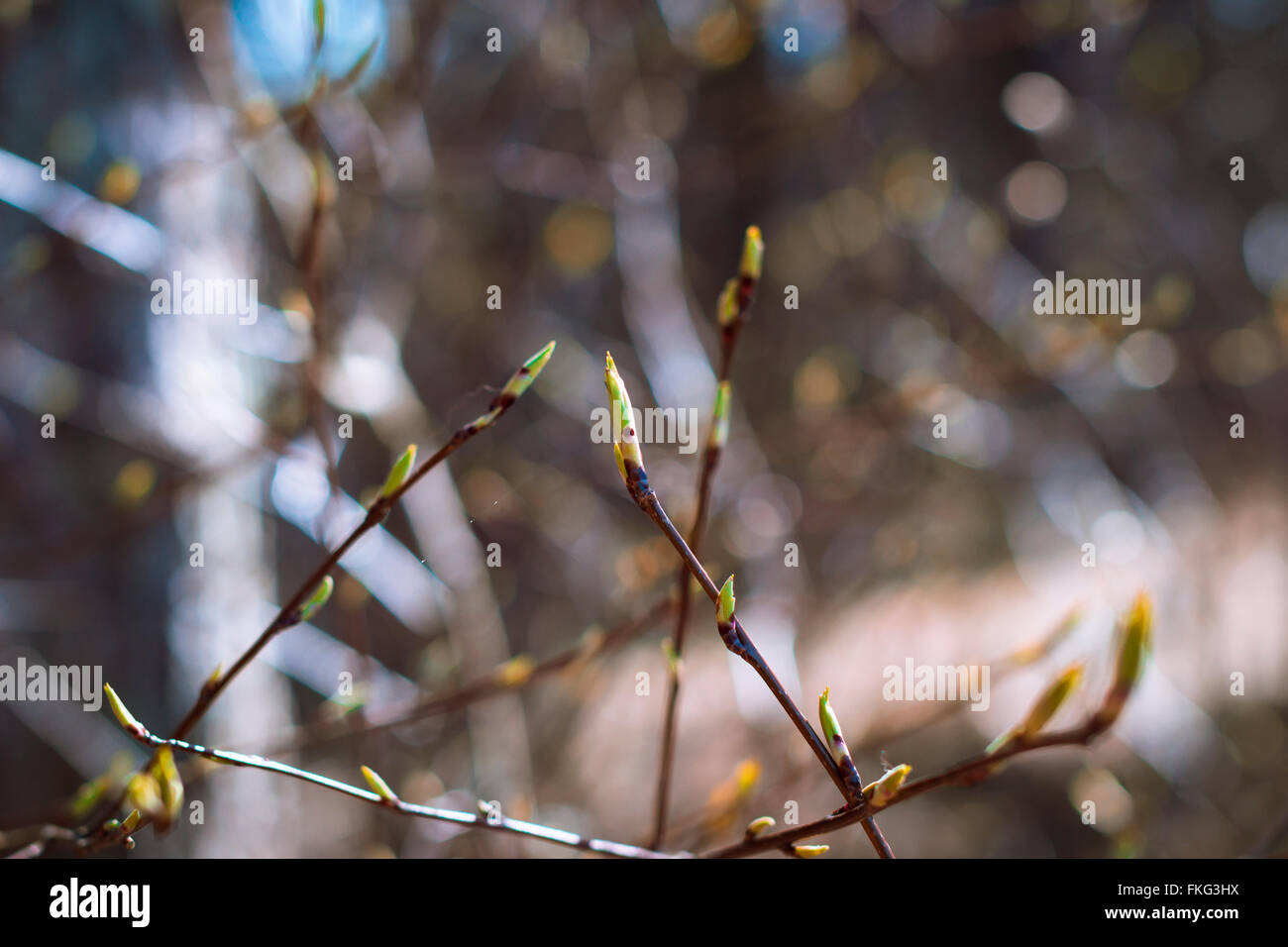 In early spring the shoots of deciduous trees with buds on branches on ...