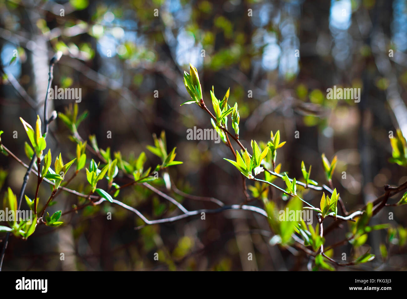 In early spring the shoots of deciduous trees with early leaves on ...