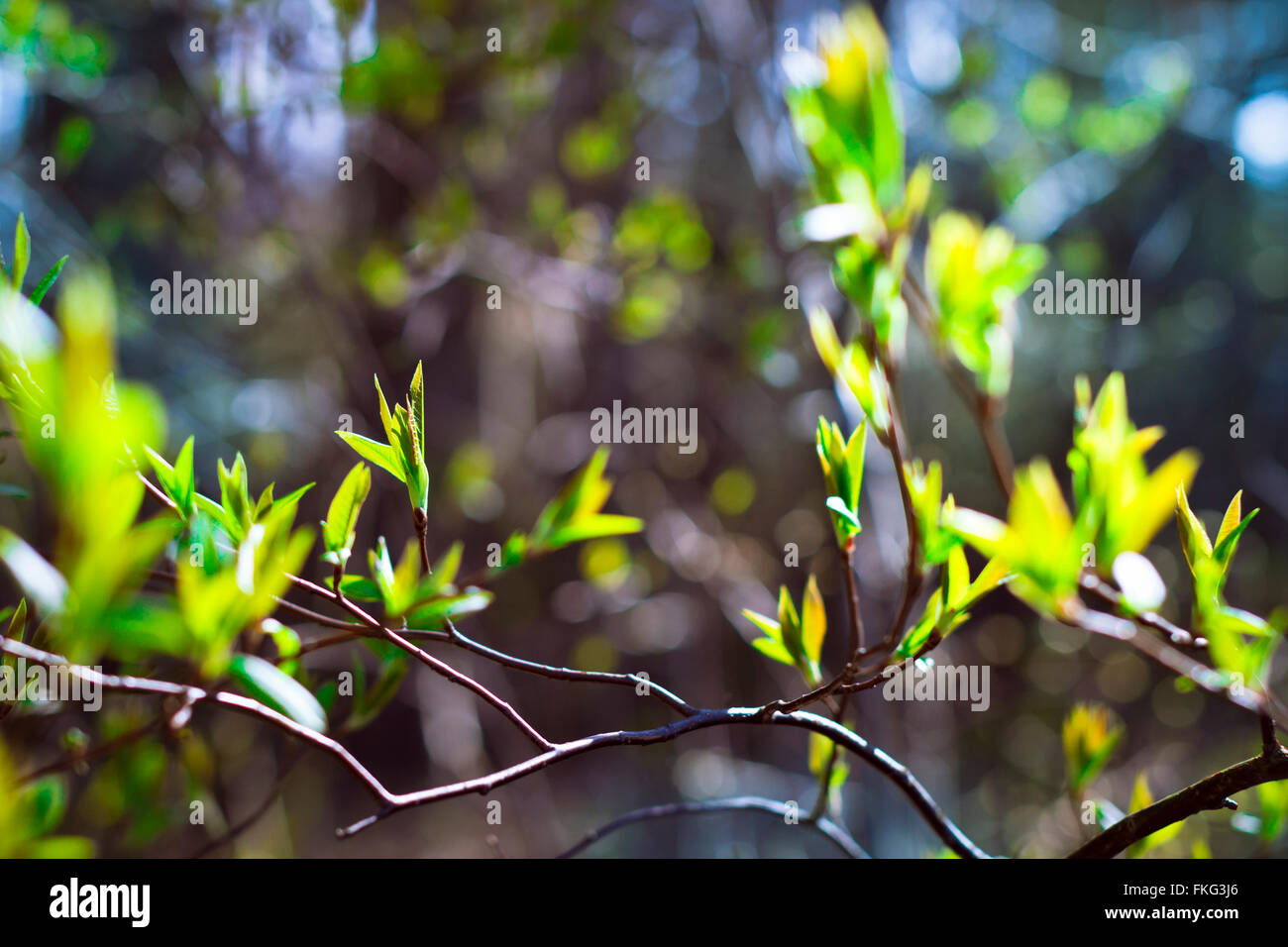 In early spring the shoots of deciduous trees with early leaves on ...