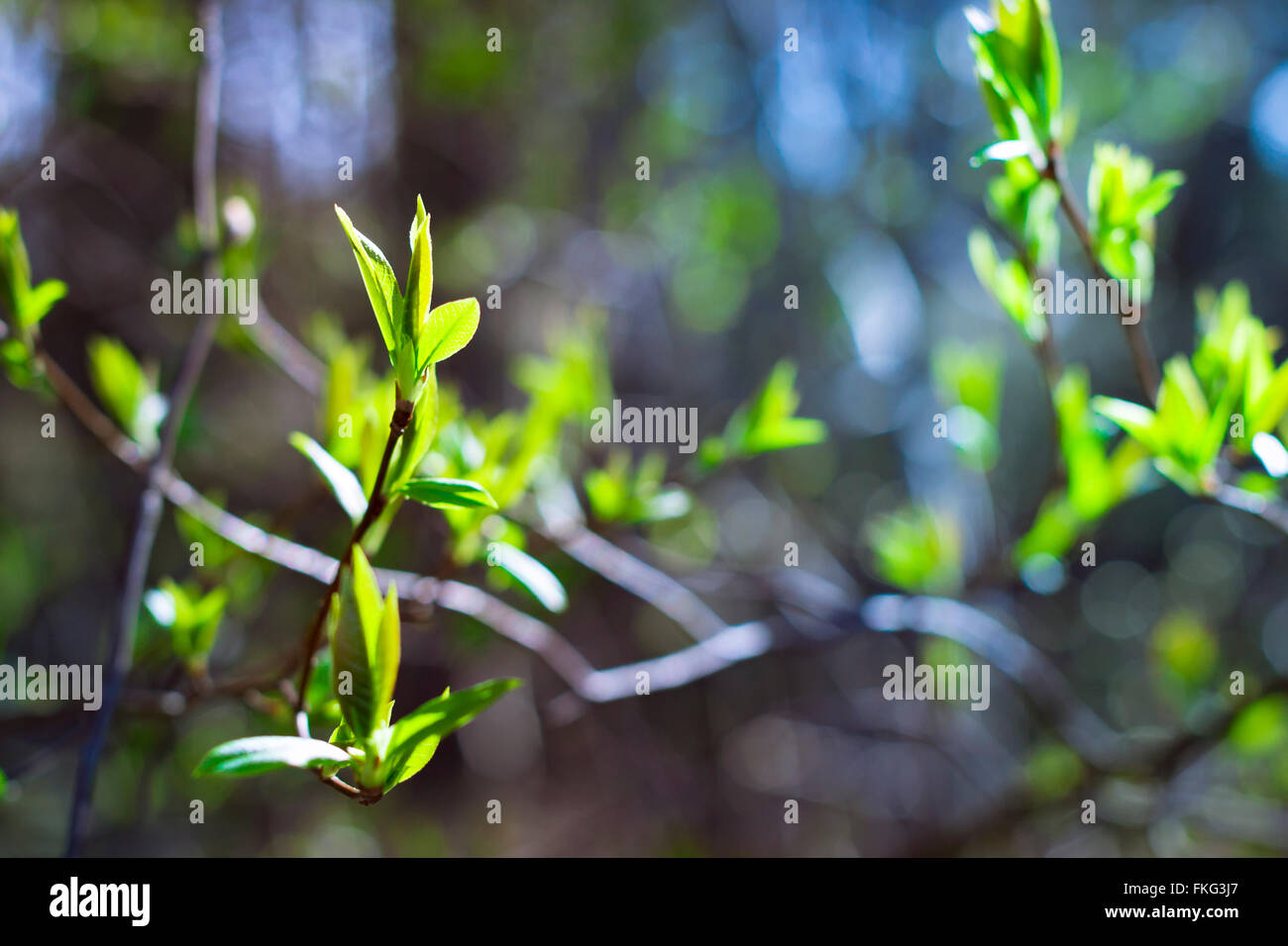 In early spring the shoots of deciduous trees with early leaves on ...
