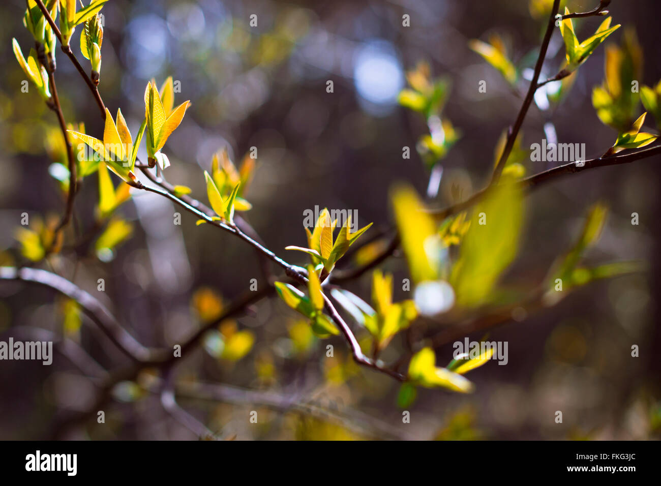 In early spring the shoots of deciduous trees with early leaves on ...