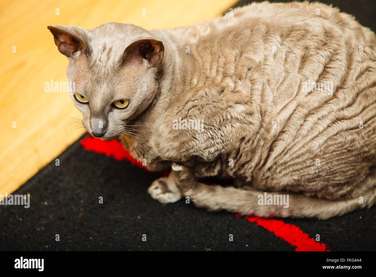 Egyptian animals hi-res stock photography and images - Alamy