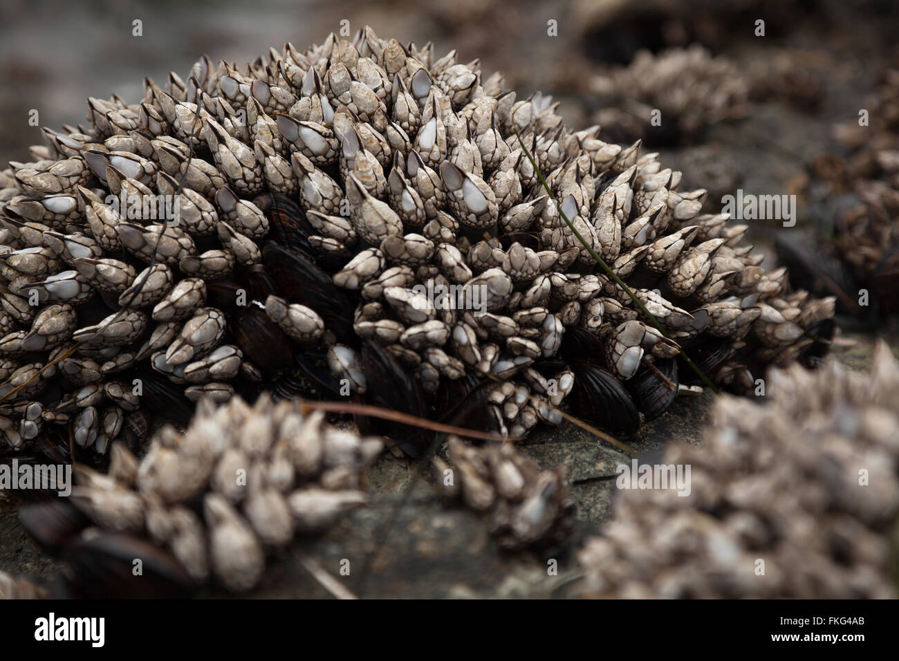 Gooseneck Barnacles (Pollicipes polymerus) on Vancouver Island Stock ...