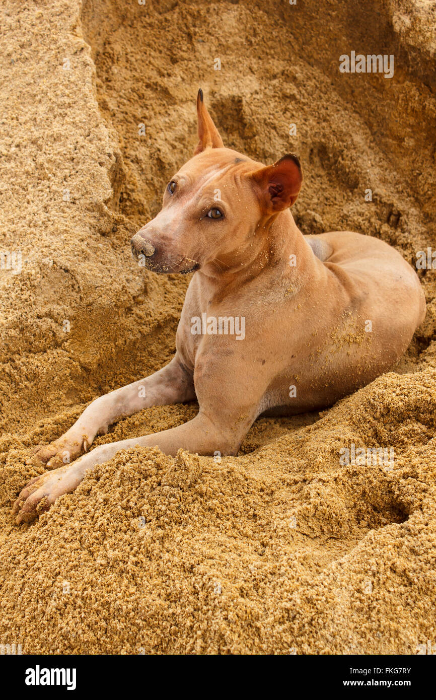 thai stray dog lying on sand floor Stock Photo - Alamy