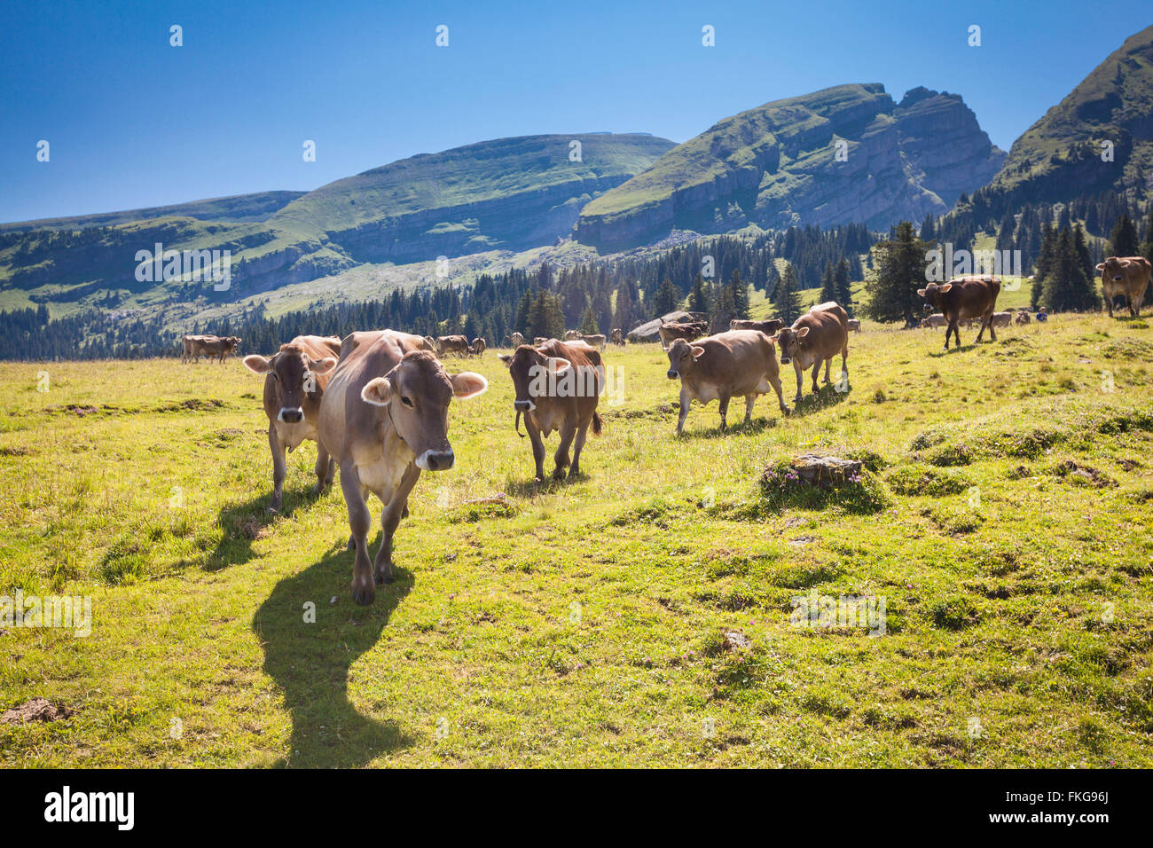 Cow switzerland hi-res stock photography and images - Alamy