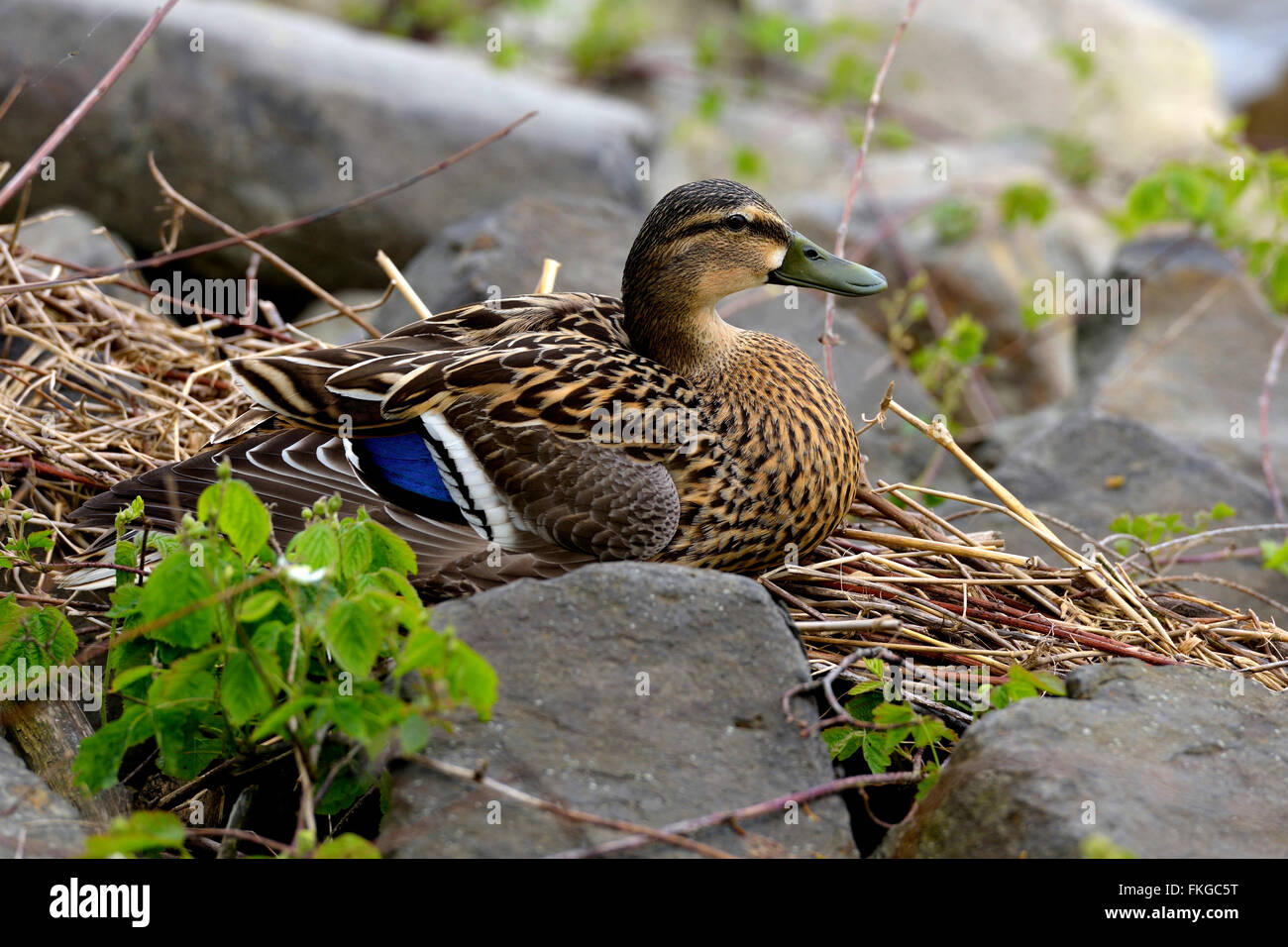 Brütende hi-res stock photography and images - Alamy