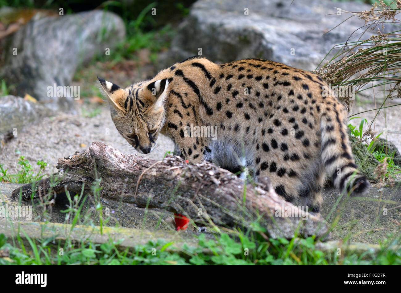 African Serval Cat High Resolution Stock Photography and Images - Alamy