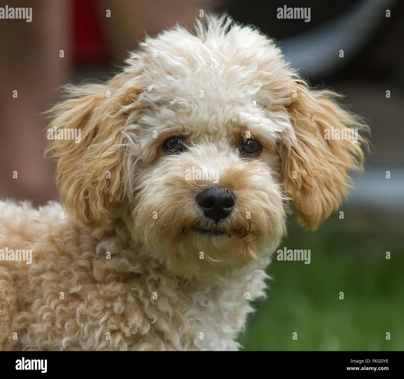Cavapoo puppy hi-res stock photography and images - Alamy
