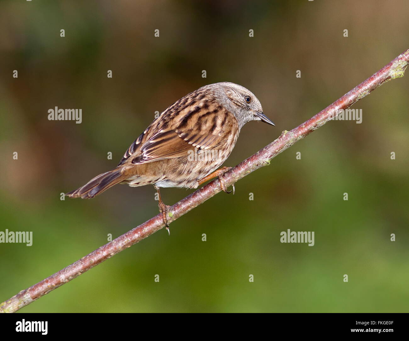 Dunnock perched on a slanted branch Stock Photo - Alamy
