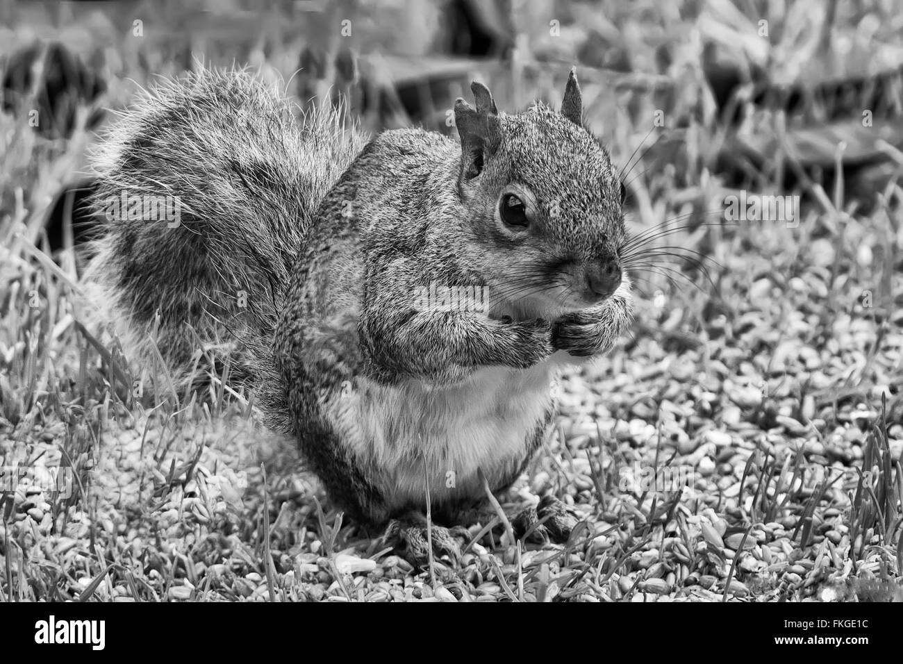 Squirrel picture Black and White Stock Photos & Images - Alamy