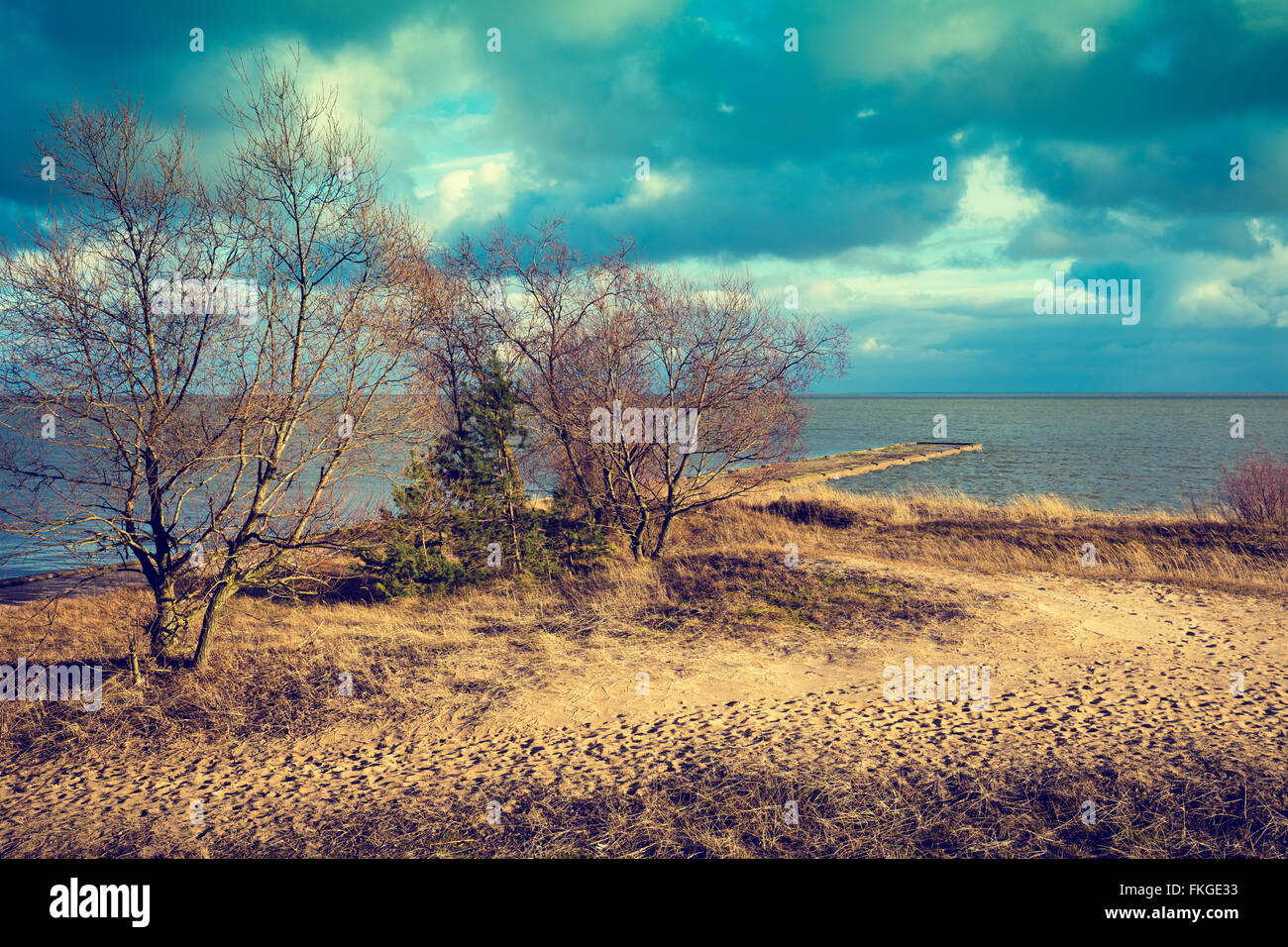 Deserted sandy beach with trees in Neringa, Lithuania Stock Photo - Alamy