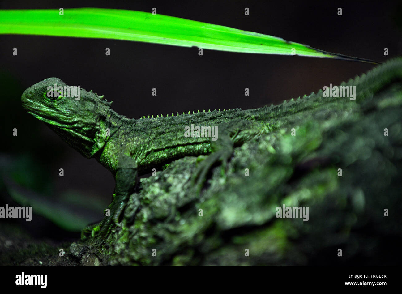 Sphenodon High Resolution Stock Photography and Images - Alamy