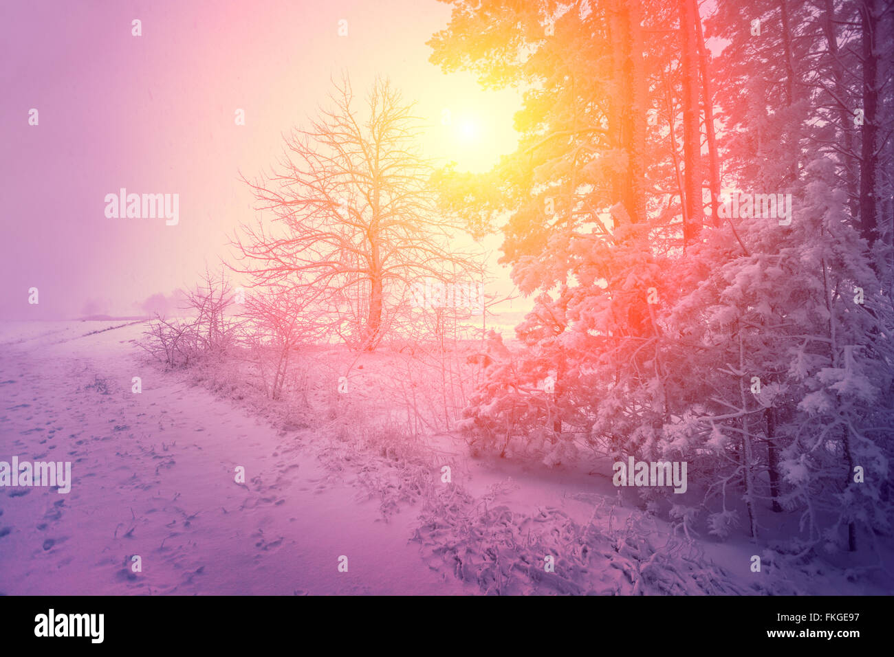 Blizzard in the forest in early morning Stock Photo - Alamy