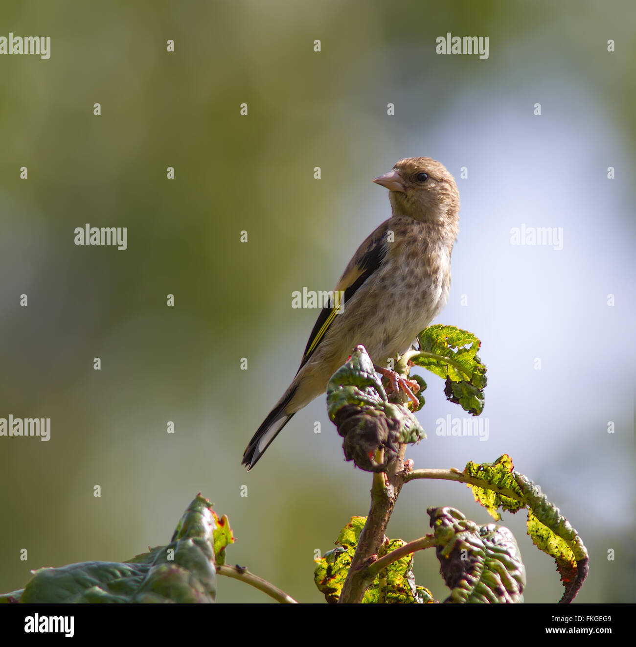 Female goldfinch hi-res stock photography and images - Alamy