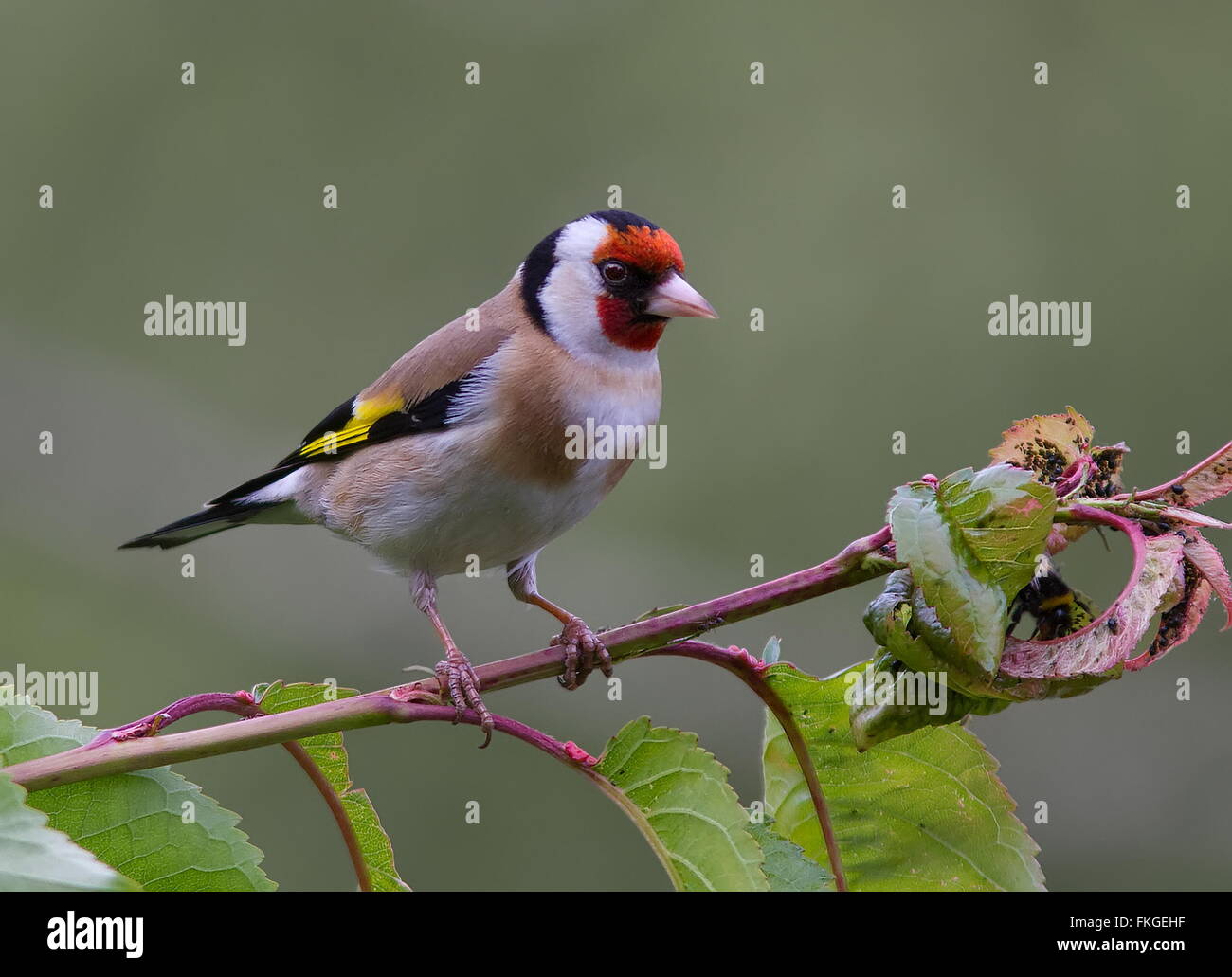 European Goldfinch perched on a branch Stock Photo - Alamy