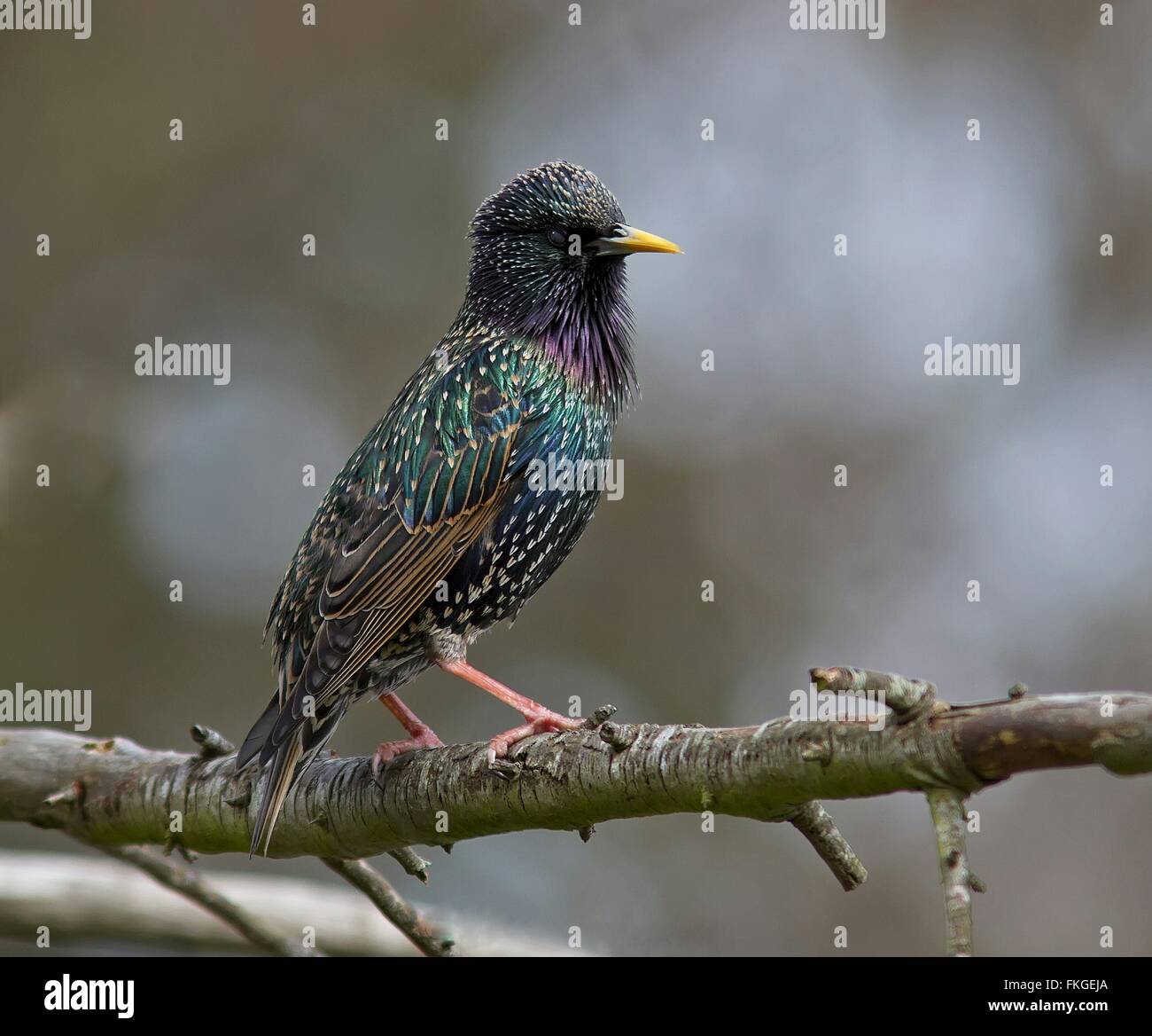 European starling hi-res stock photography and images - Alamy