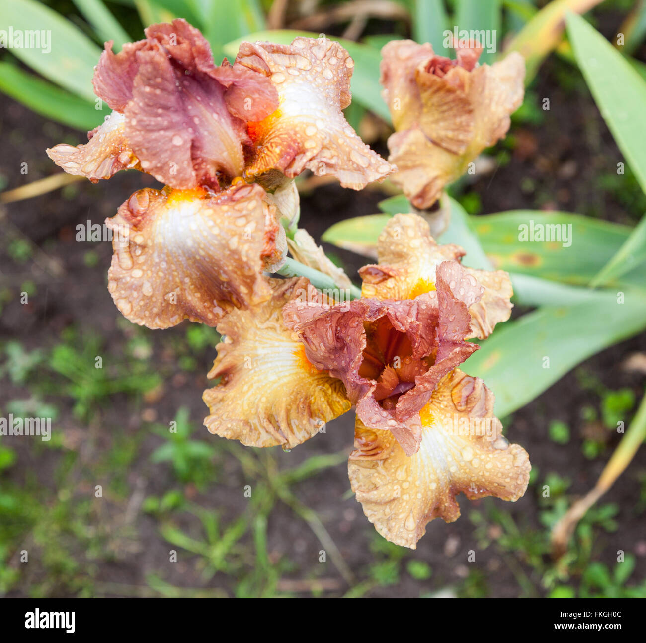 Iris 'chocolate marmalade' Stock Photo - Alamy