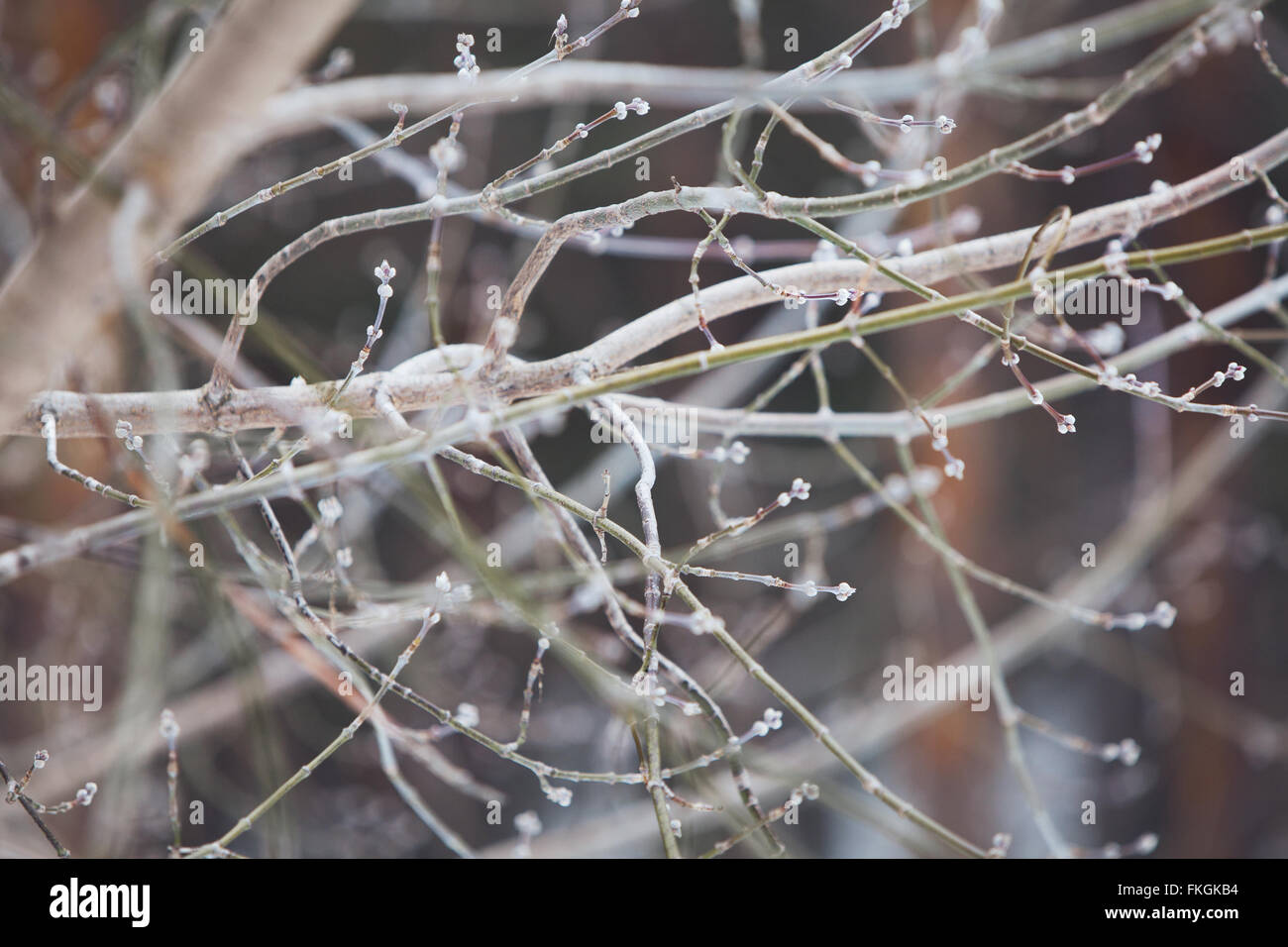 Oak leaf buds hi-res stock photography and images - Alamy